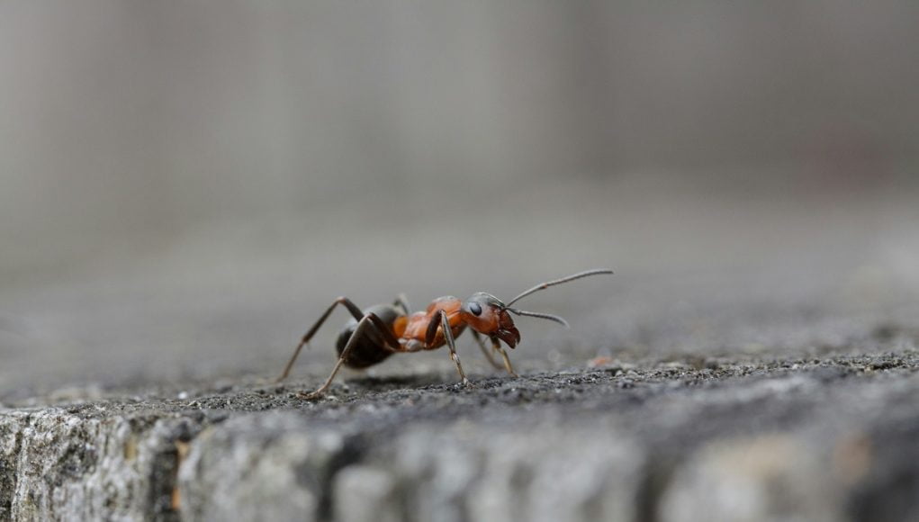 Kako da otjerate mrave iz kuće prirodnim putem - Lifestyle magazin